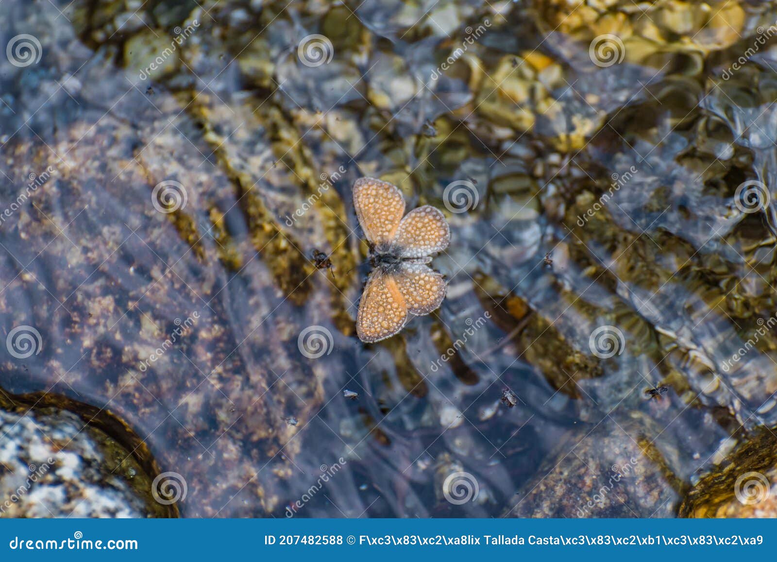 Butterfly Floating in a River Stock Photo - Image of small, black ...