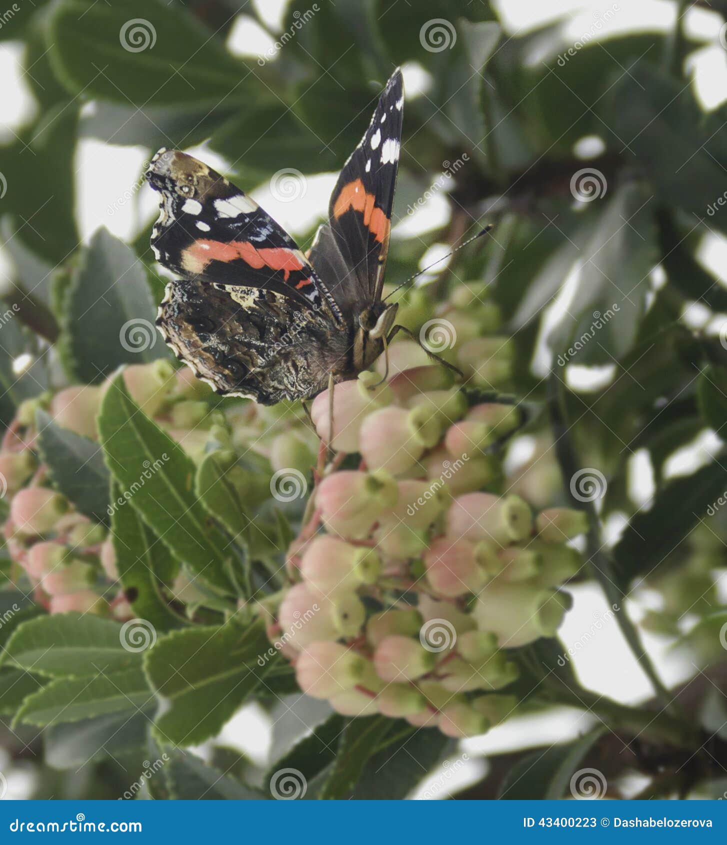 Butterfly on a flowe tree stock image. Image of multi - 43400223