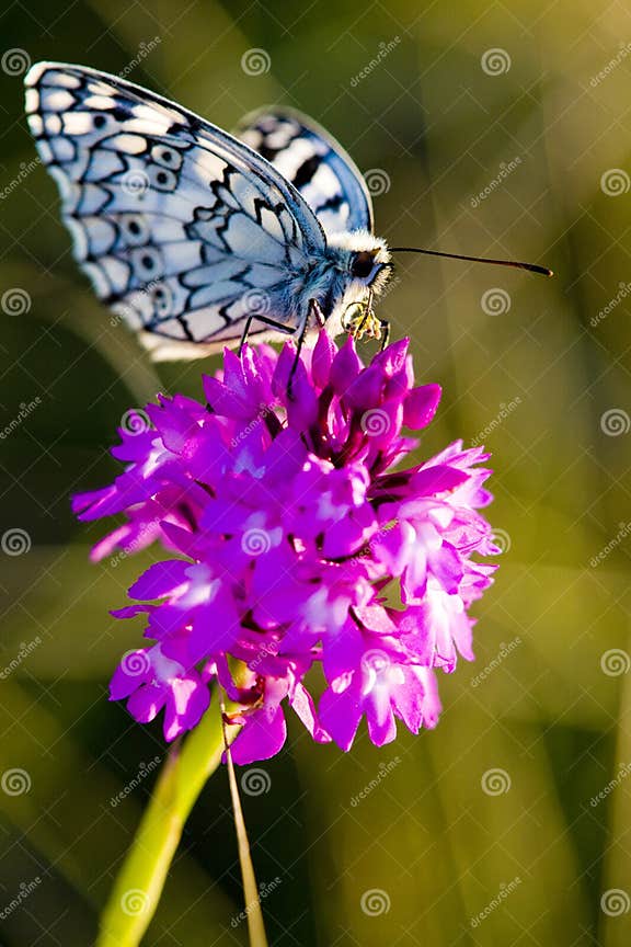 Butterfly with flower stock image. Image of detail, nature - 12176369