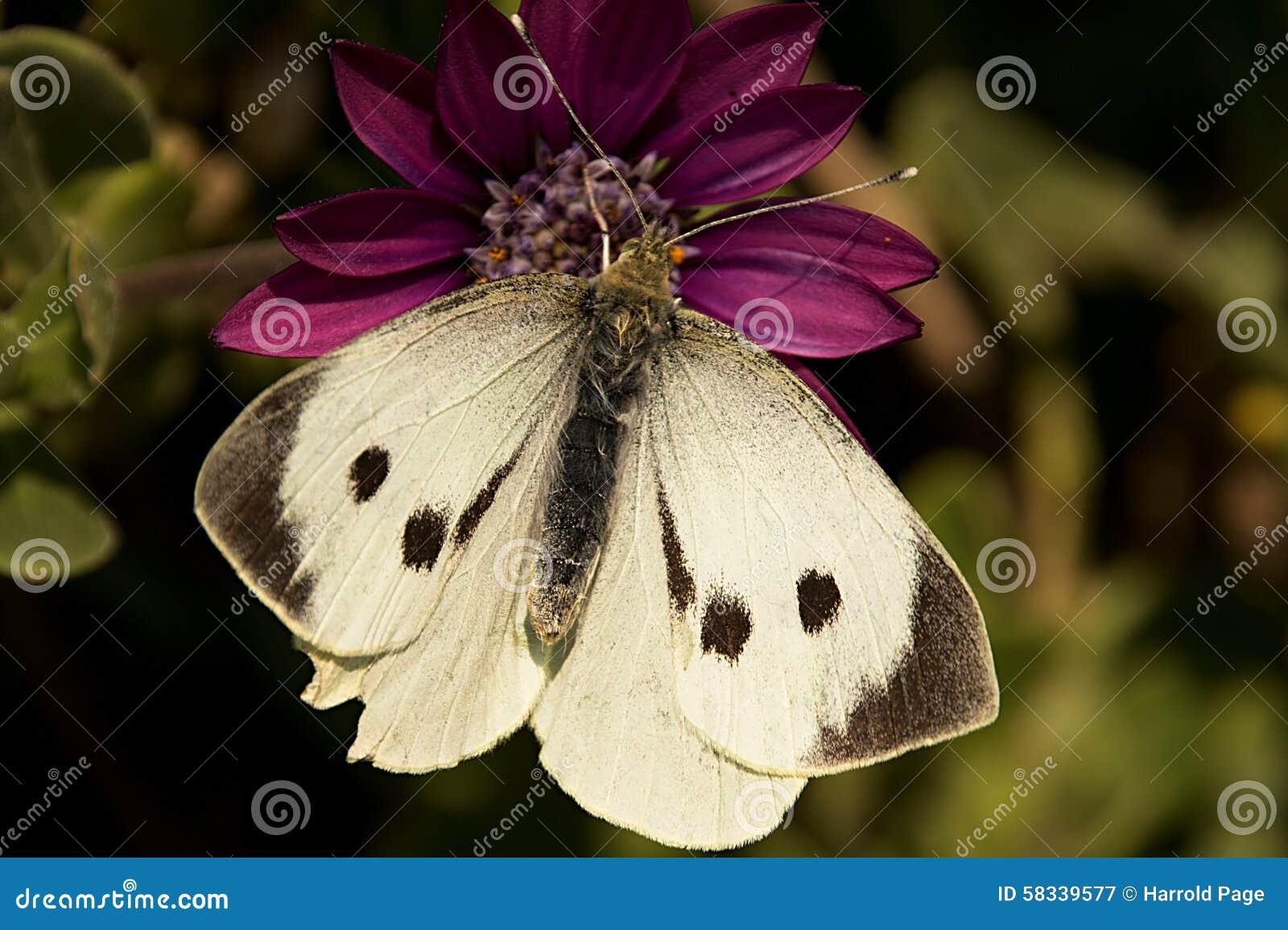 Butterfly on Flower stock image. Image of spots, brilliant - 58339577