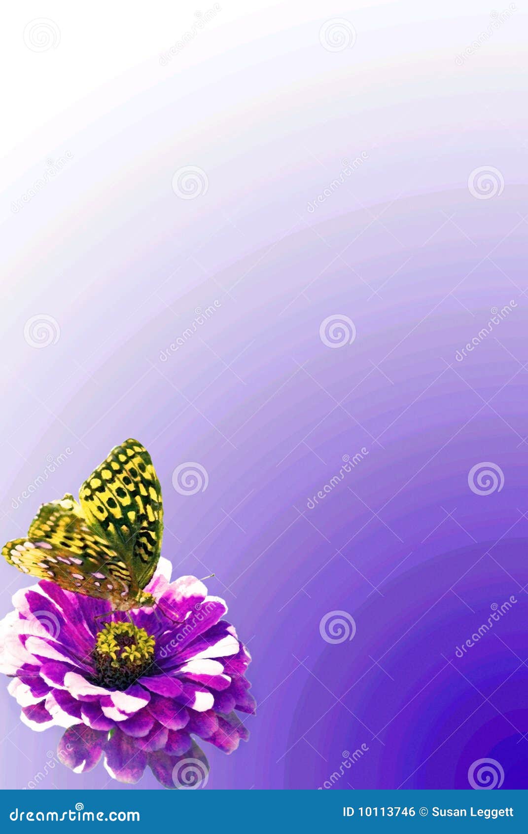 Butterfly And Flower Border Stock Photography | CartoonDealer.com #10113746