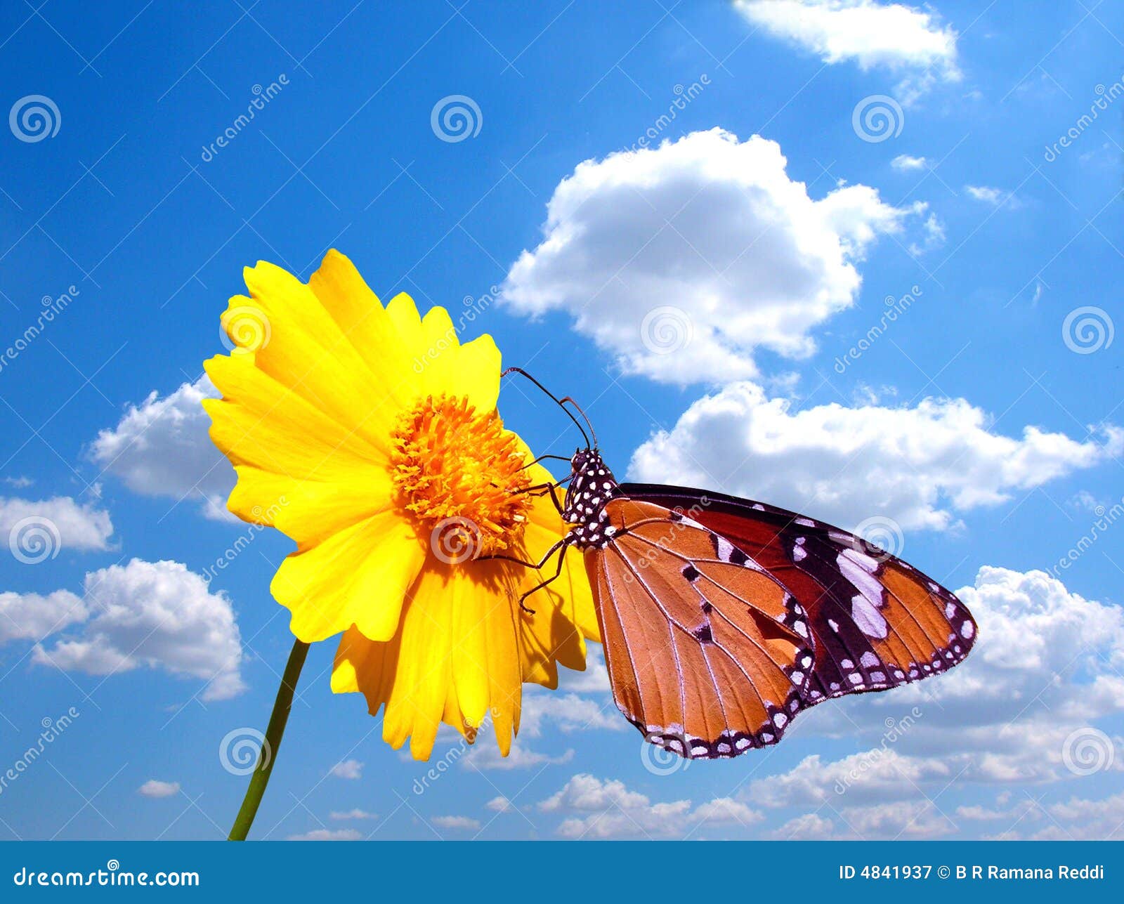 Butterfly on Flower with Cloudy Sky Stock Image - Image of close ...