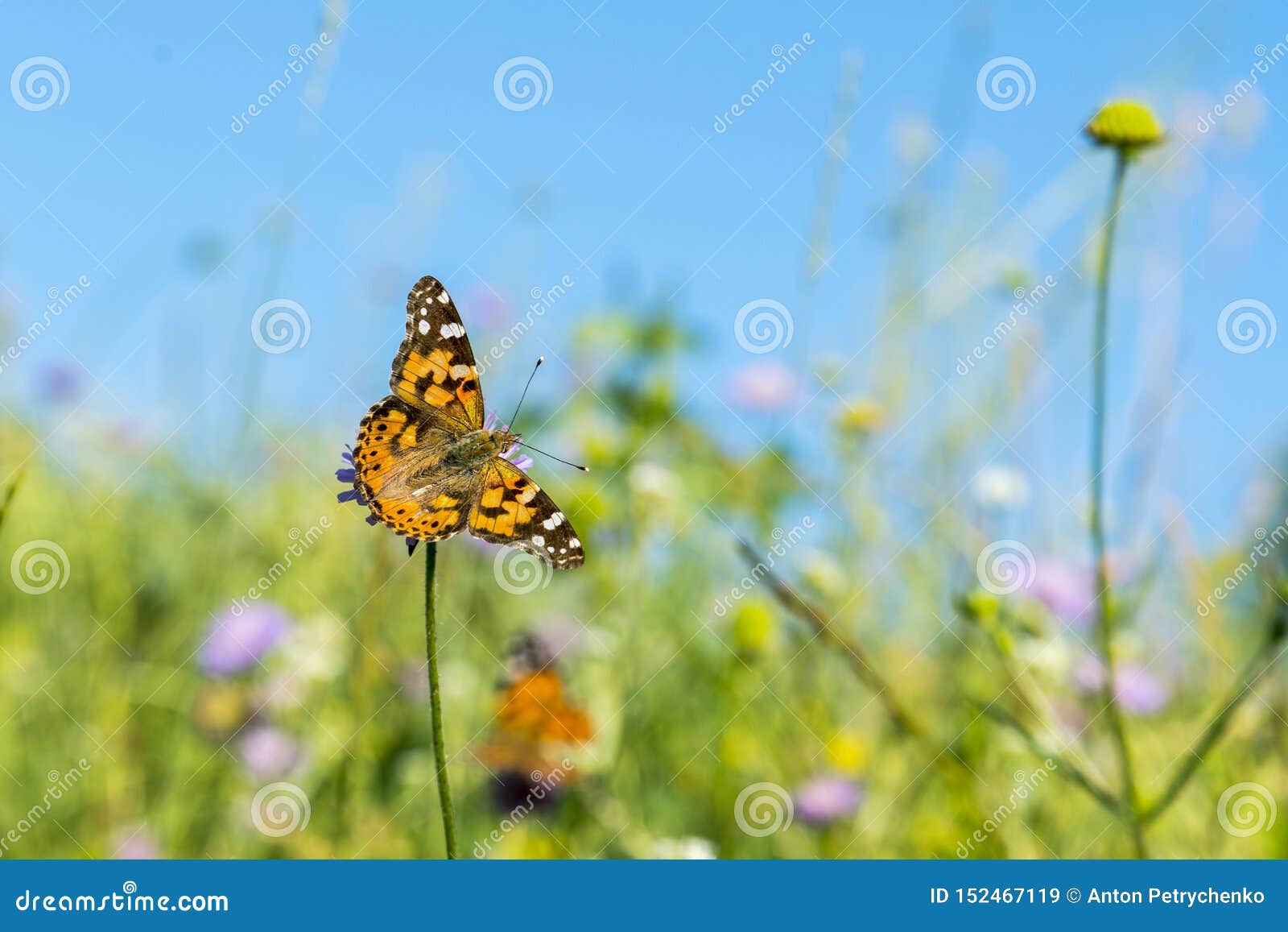 Butterfly on a Flower in a Field. Butterfly on Grass Field with Warm ...