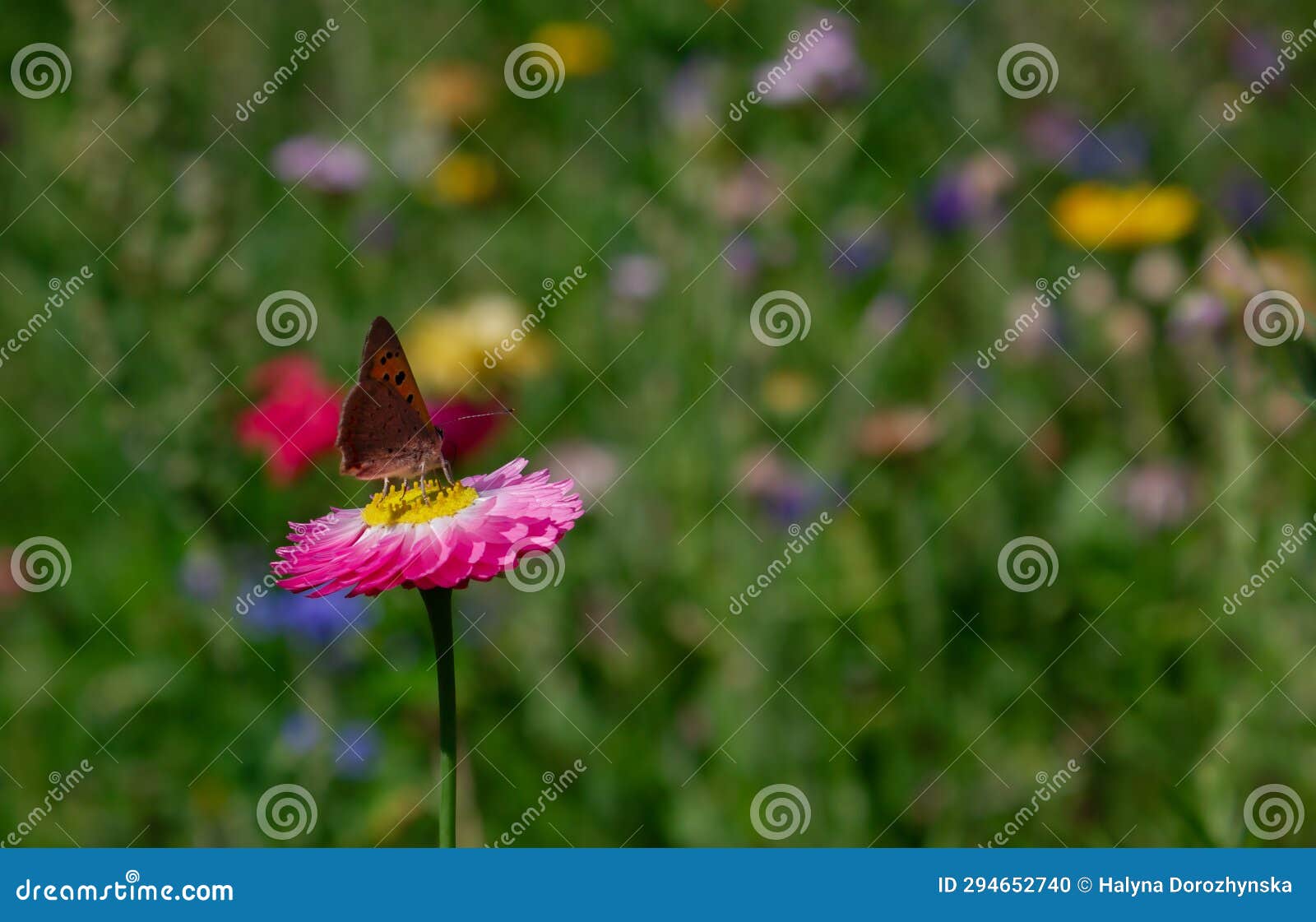 A Butterfly on a Flower in a Field of Wild Flowers Stock Photo - Image ...