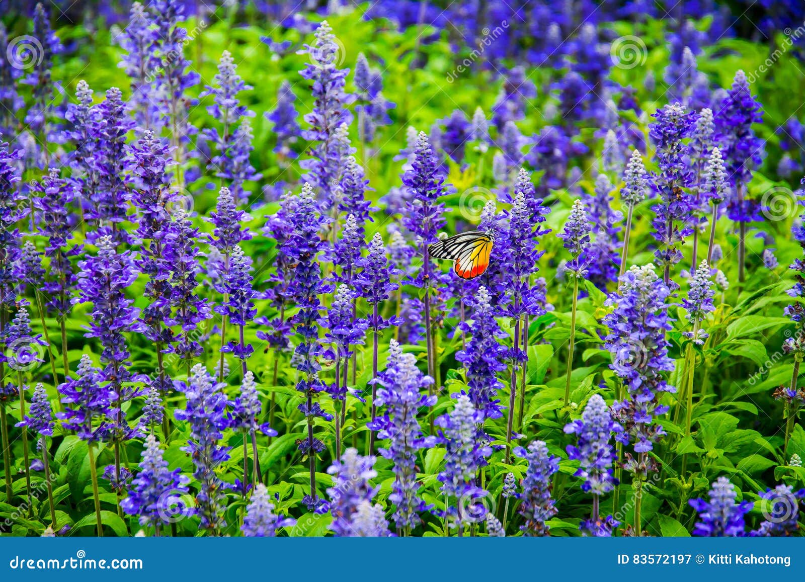 Butterfly in the Flower Fields Stock Image - Image of natural ...