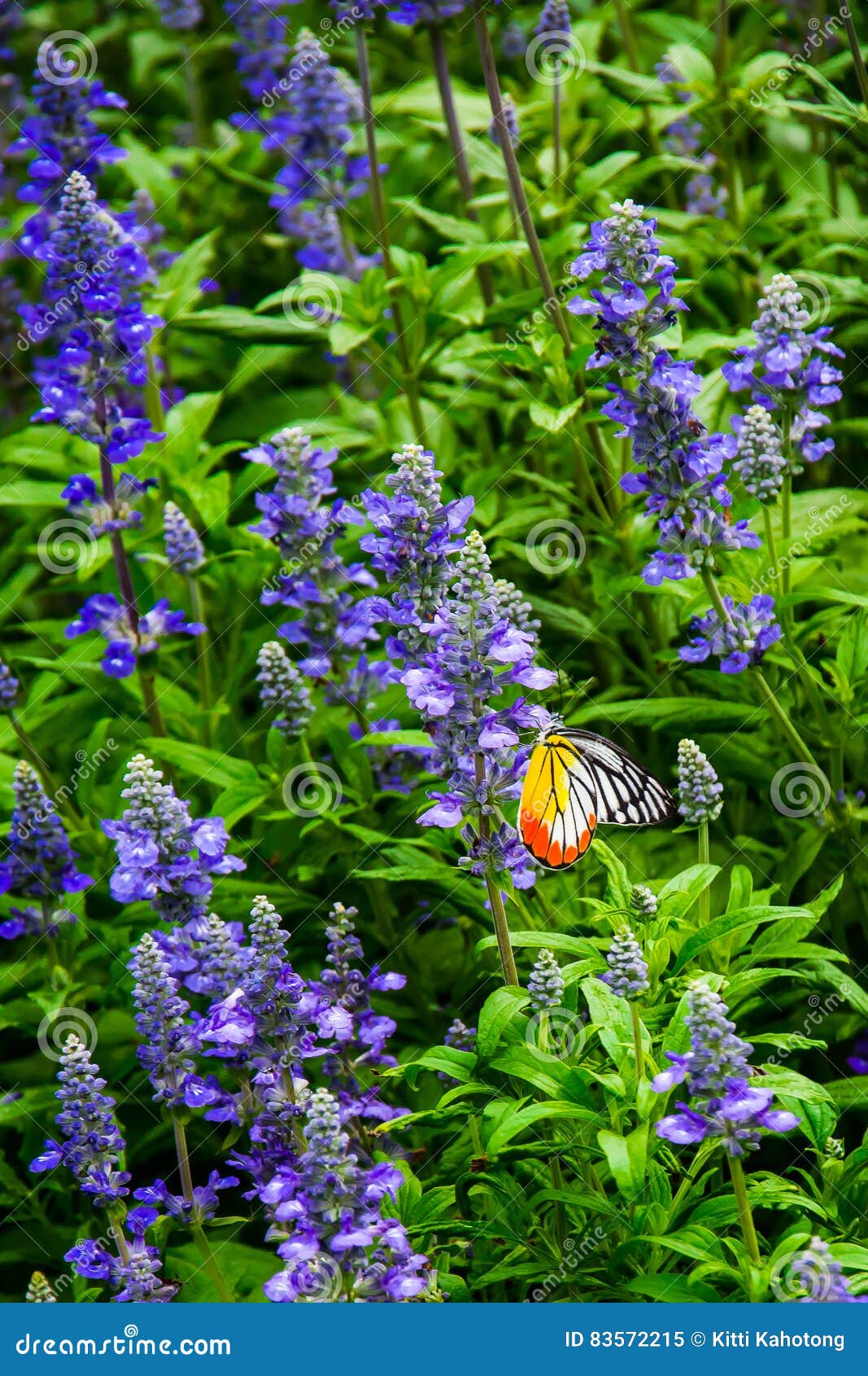 Butterfly in the Flower Fields Stock Image - Image of spring, beauty ...