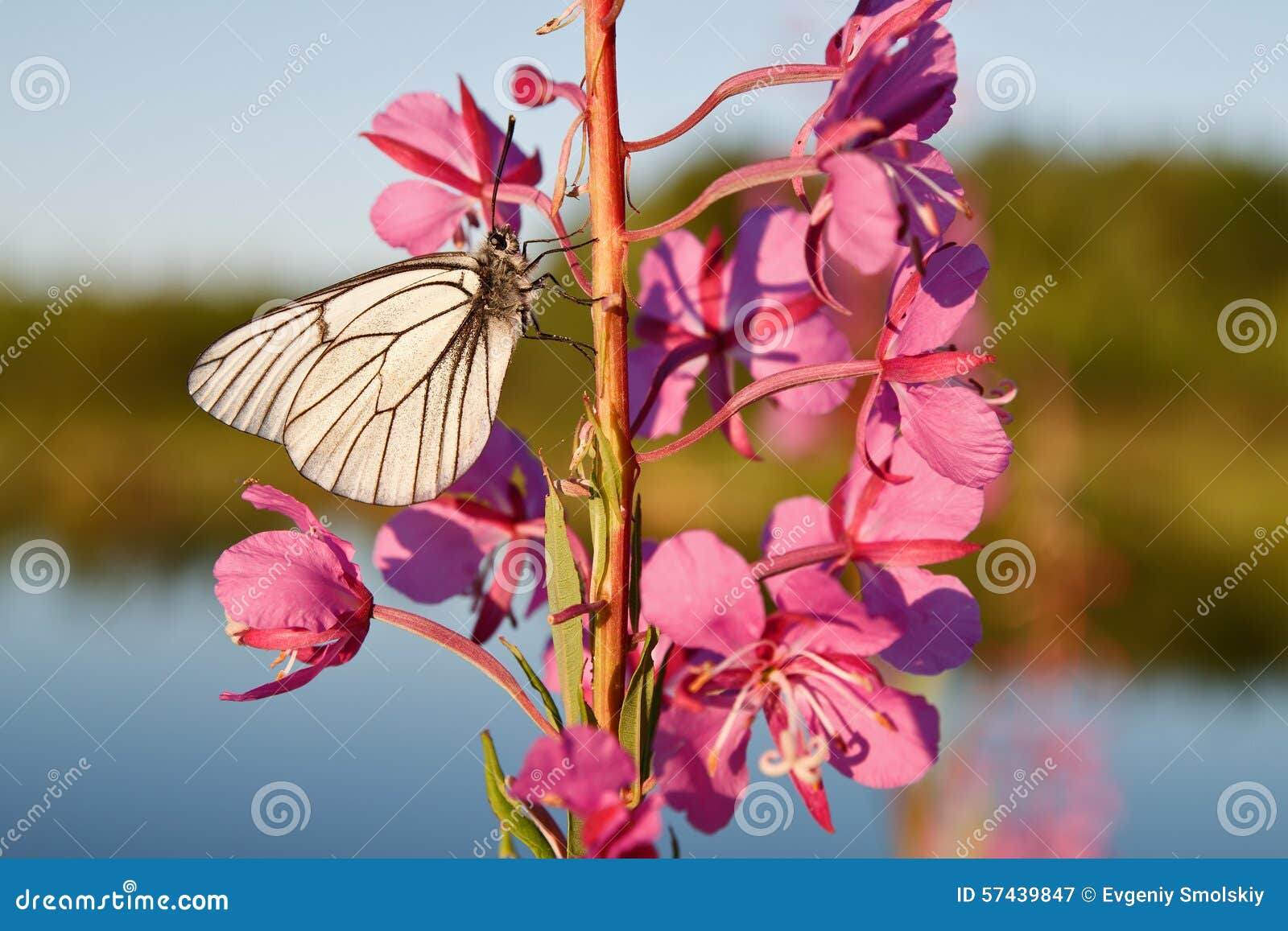 Butterfly stock image. Image of flower, nature, color - 57439847