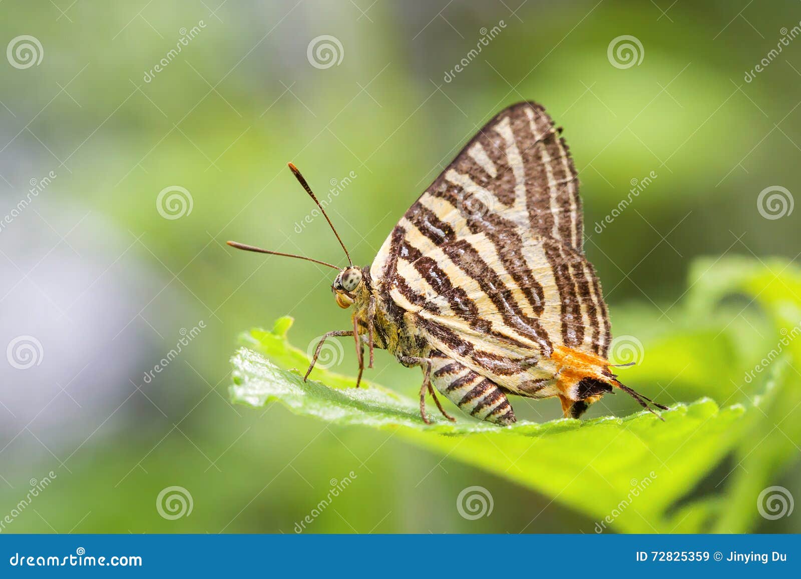Chinese Butterfly Knot Stock Image | CartoonDealer.com #4361641