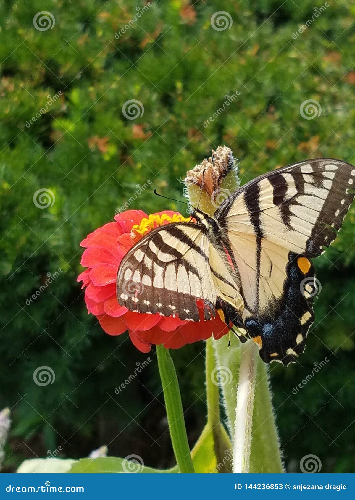 Butterfly stock image. Image of relation, unity, butterfly - 144236853