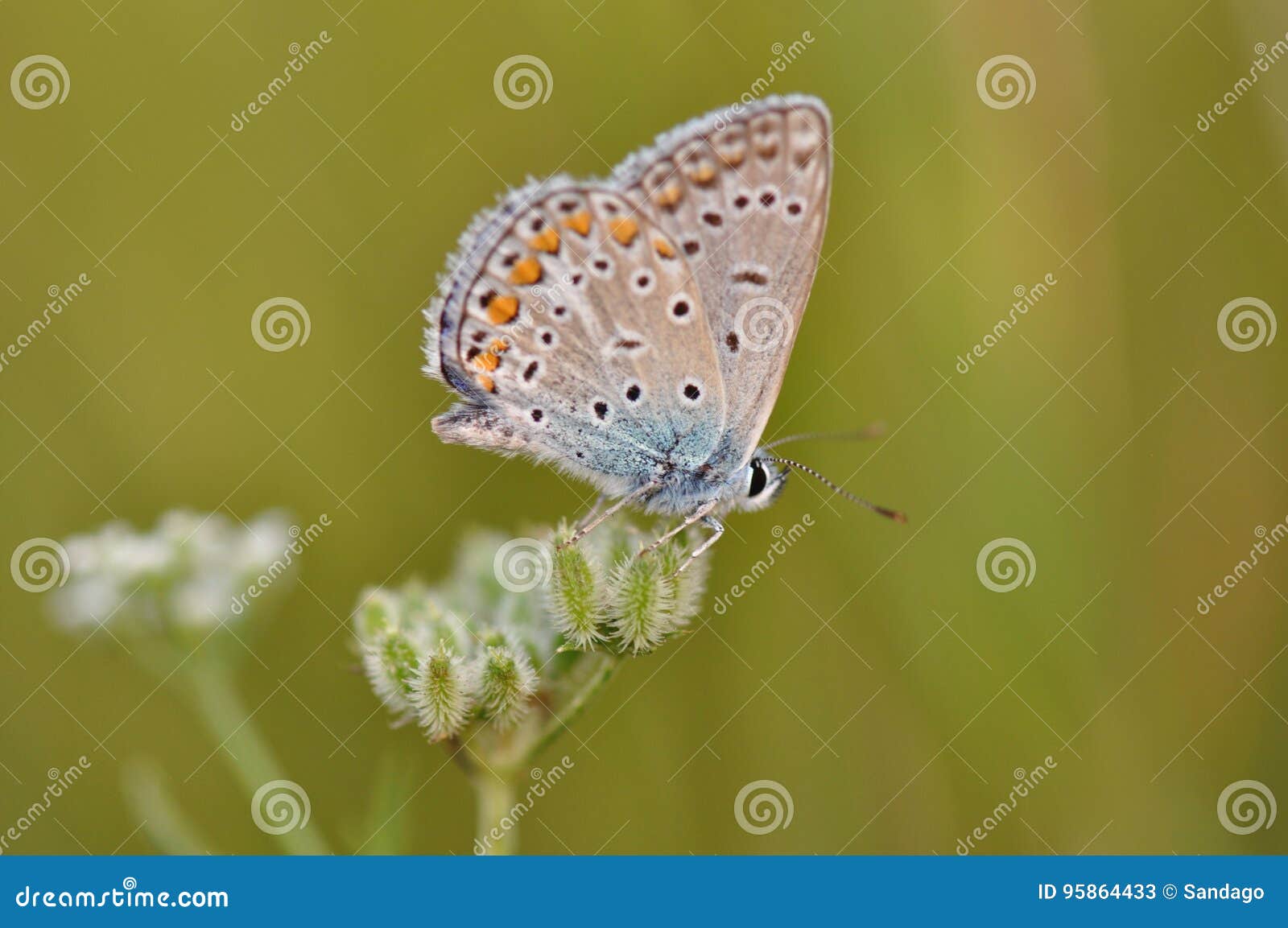 Woolly Bears, Carpet Beetle, Anthrenus Scrophularieae, Buffalo Moth ...