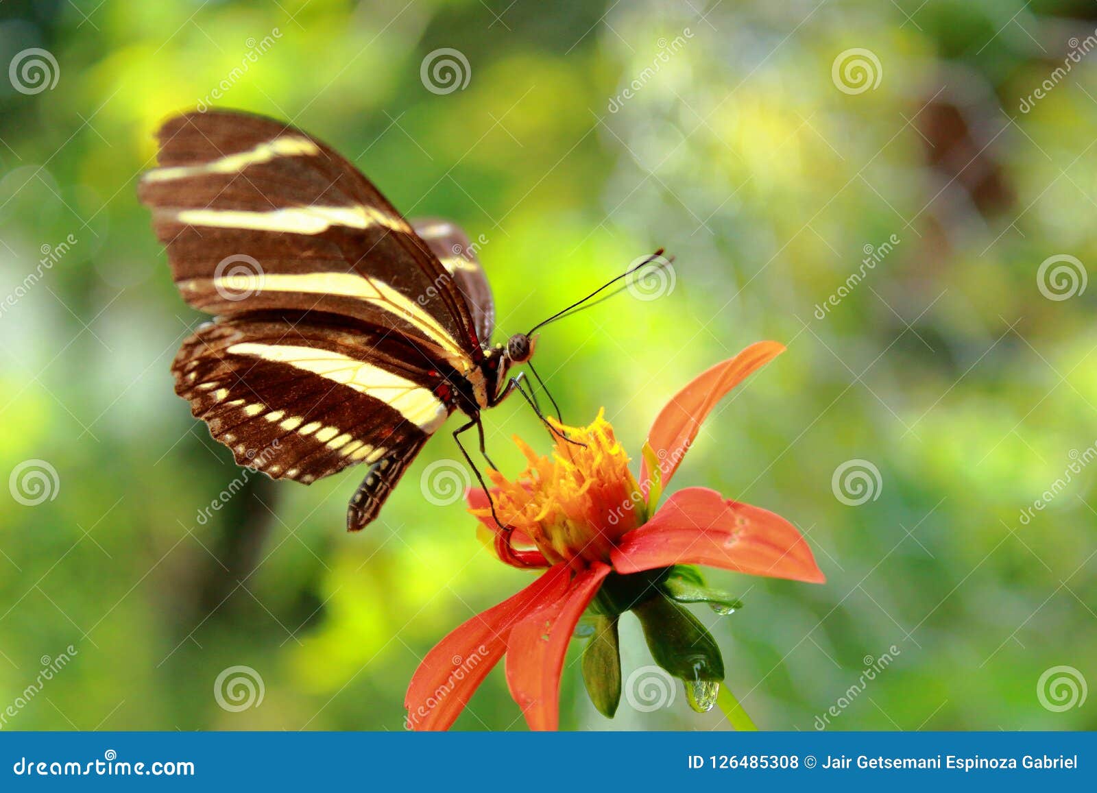 Butterfly on flower 01 stock photo. Image of mexico - 126485308