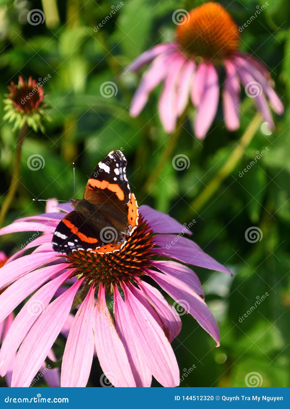 Butterfly on a Flower Scene Stock Photo - Image of outdoor, spring ...