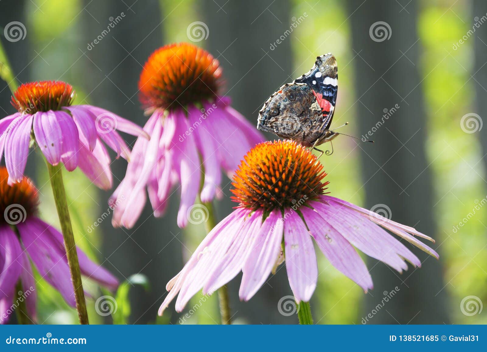 Butterfly on a Flower in the Summer in the Garden. Stock Image - Image ...