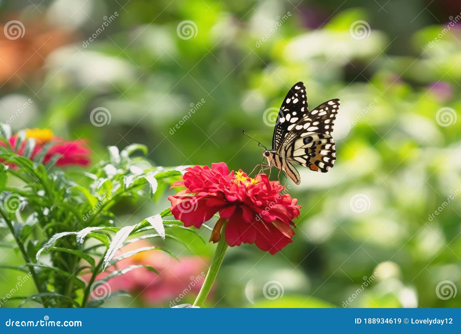 Butterfly with Flower and Sunshine Stock Image - Image of isolated ...