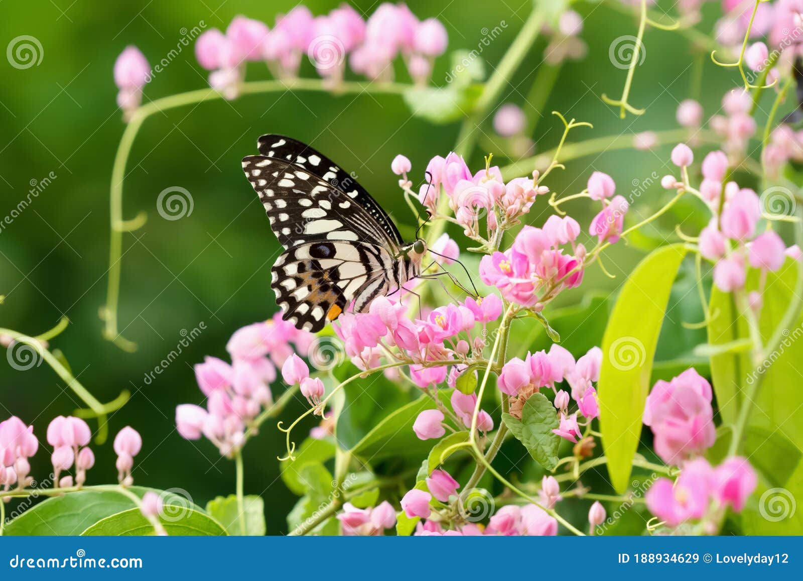 Butterfly with Flower and Sunshine Stock Image - Image of white ...