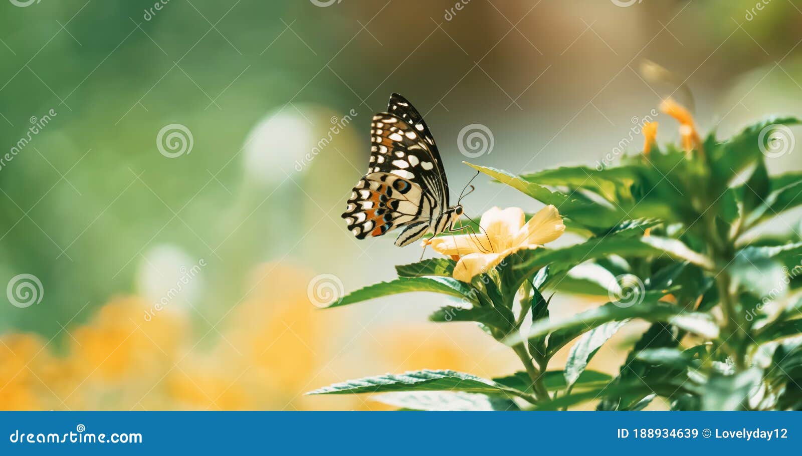 Butterfly with Flower and Sunshine Stock Image - Image of flower ...