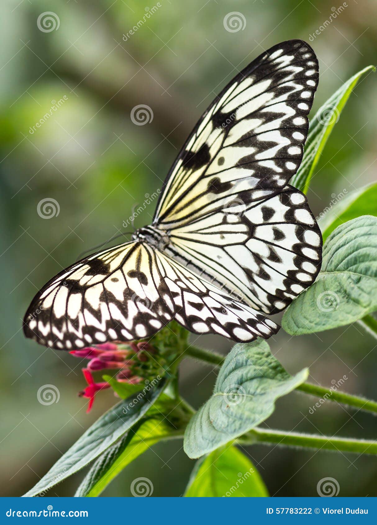 Butterfly on flower stock photo. Image of macro, green - 57783222