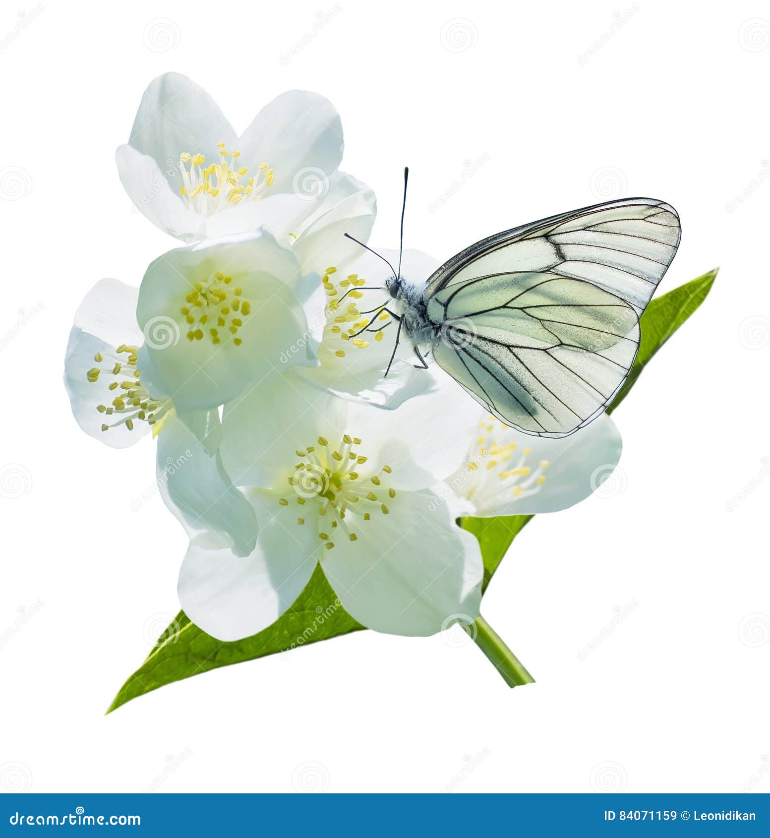 769 Butterfly Jasmine Stock Photos - Free & Royalty-Free Stock Photos ...