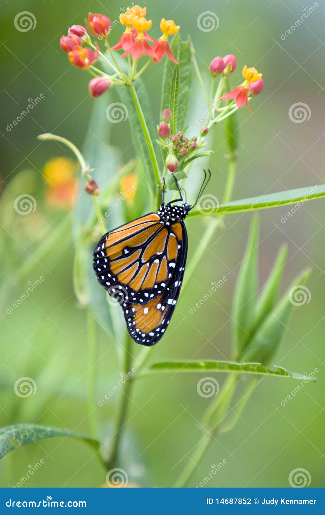 Butterfly on Flowering Plant Stock Photo - Image of vertical, macro ...