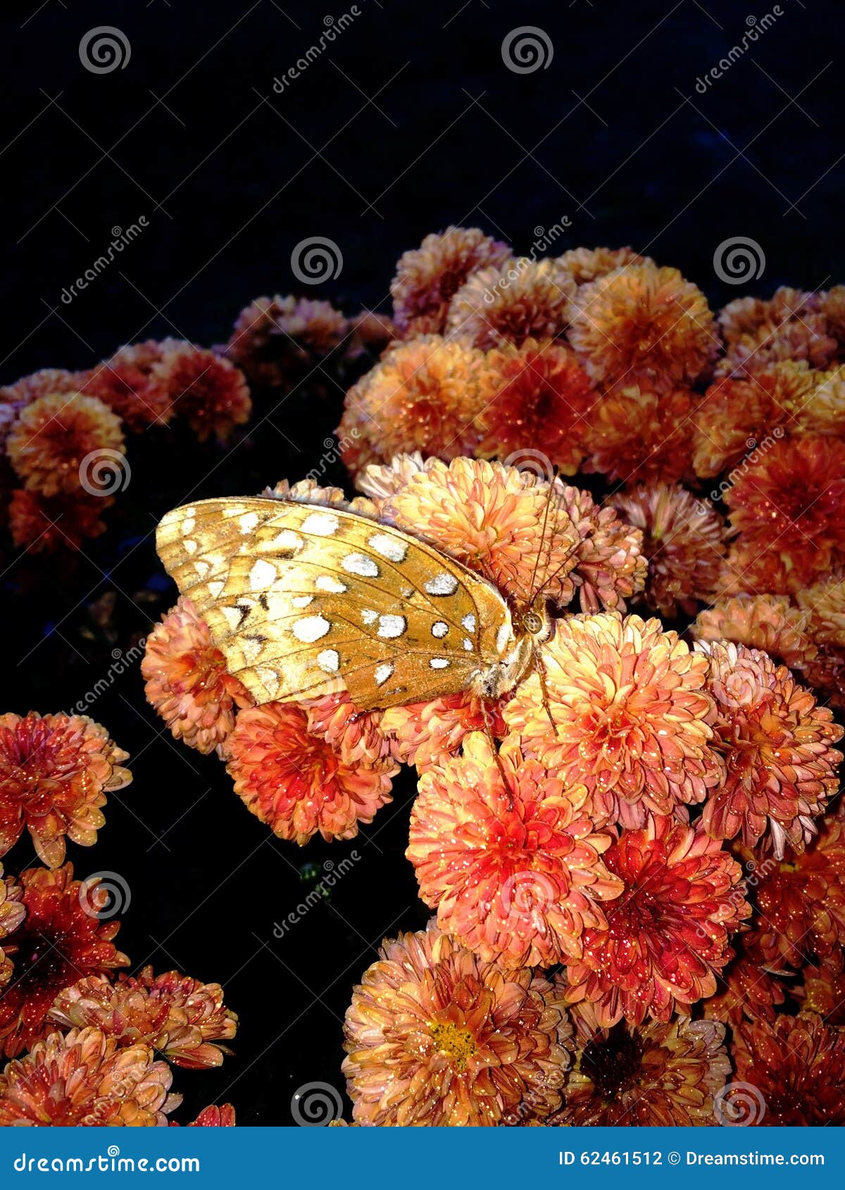 Butterfly stock photo. Image of flowers, insect, mums - 62461512