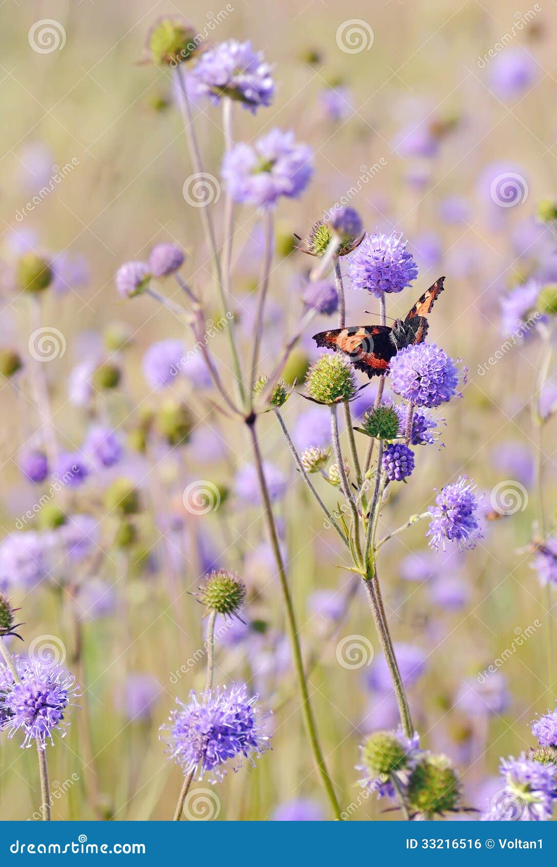 232 Devil Butterfly Stock Photos - Free & Royalty-Free Stock Photos ...