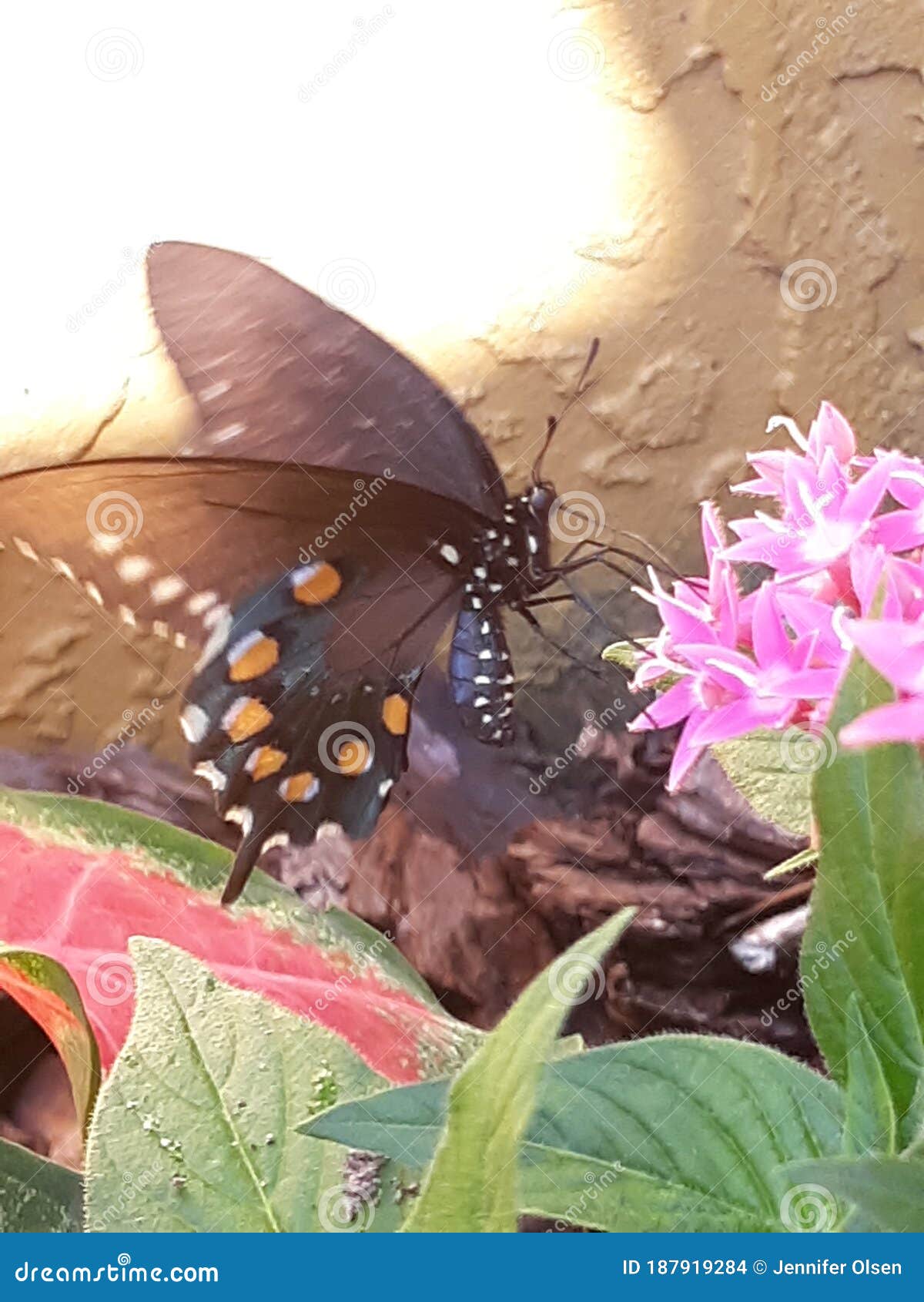 Butterfly Flutter Flight stock photo. Image of pollinator - 187919284