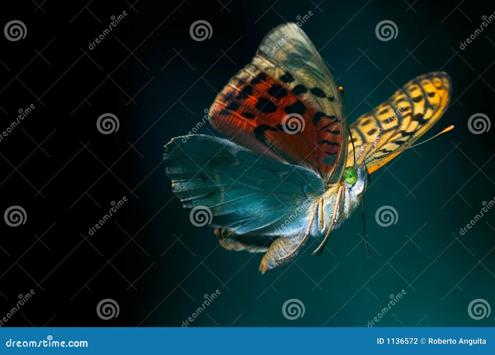 Butterfly flying stock photo. Image of color, insect, butterfly - 1136572