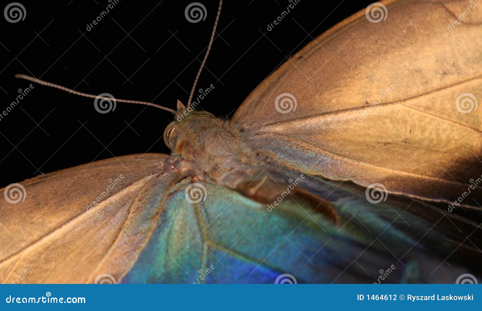 Butterfly flying stock photo. Image of wing, tropics, tropical - 1464612