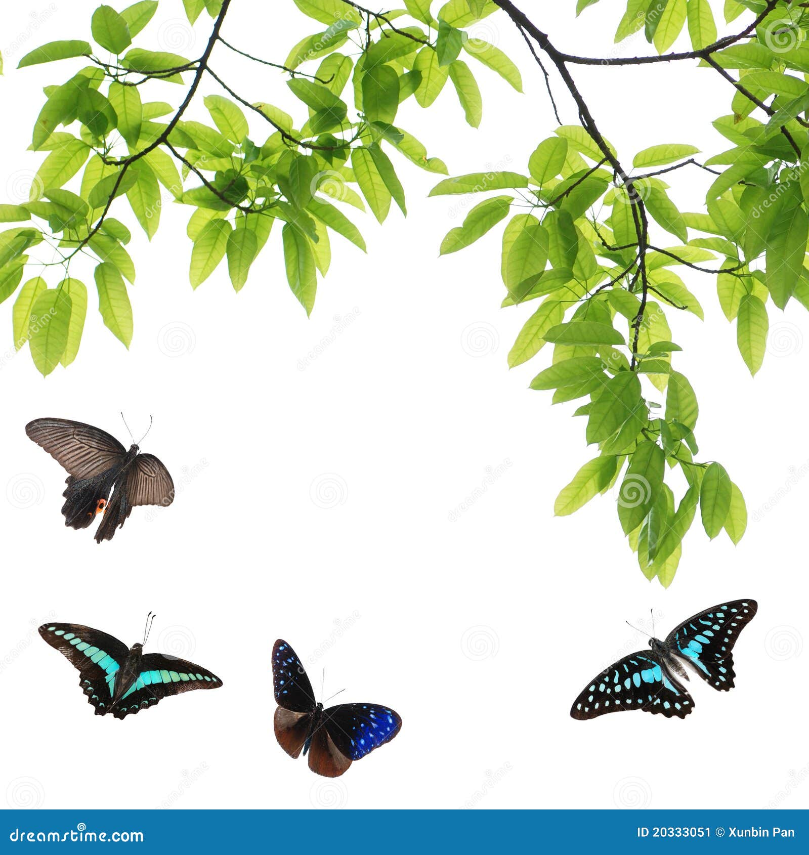 Butterfly flying stock image. Image of nature, isolated - 20333051