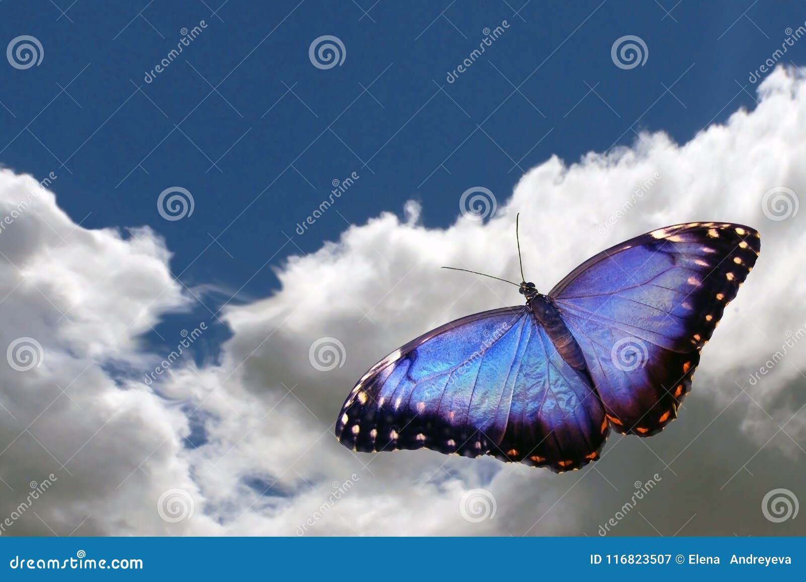 Blue Butterfly Flying In The Sky
