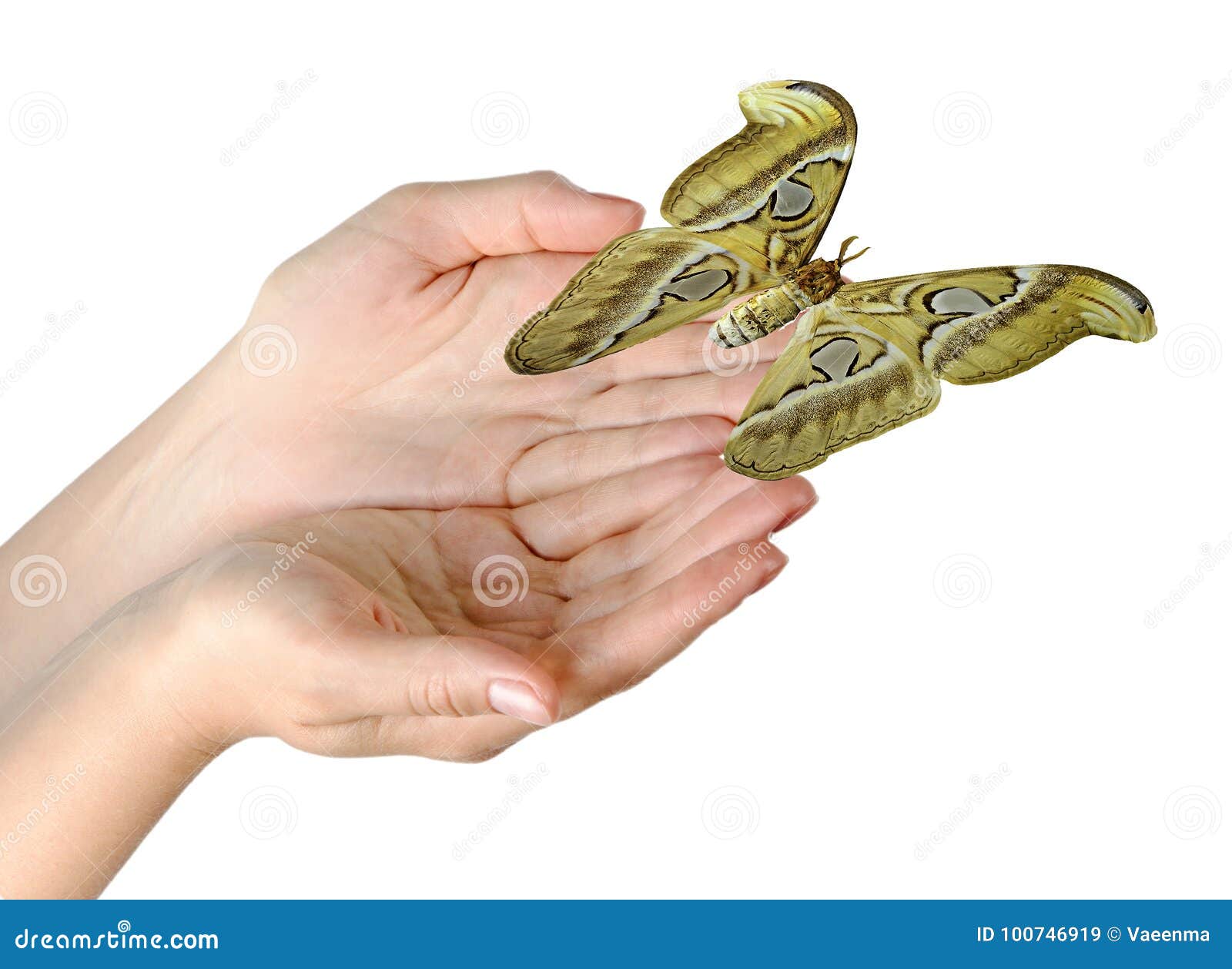 Butterfly flying from hand stock image. Image of isolated - 100746919