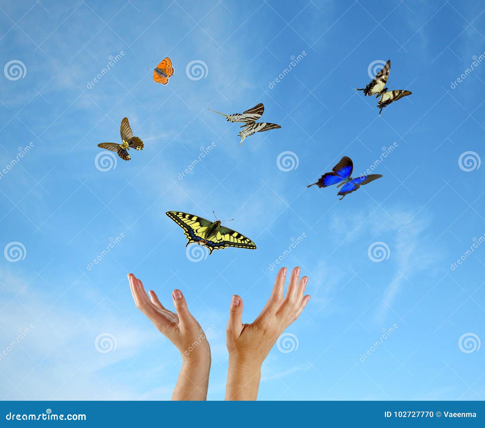 Butterfly flying from hand stock photo. Image of cloud - 102727770