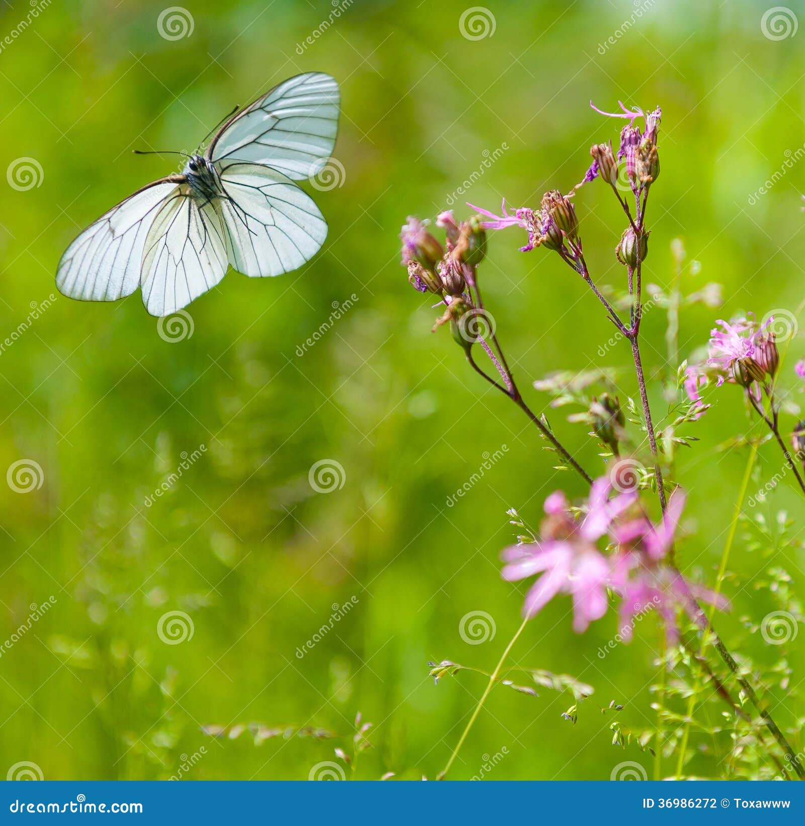 Butterfly stock photo. Image of wildlife, flying, color - 36986272