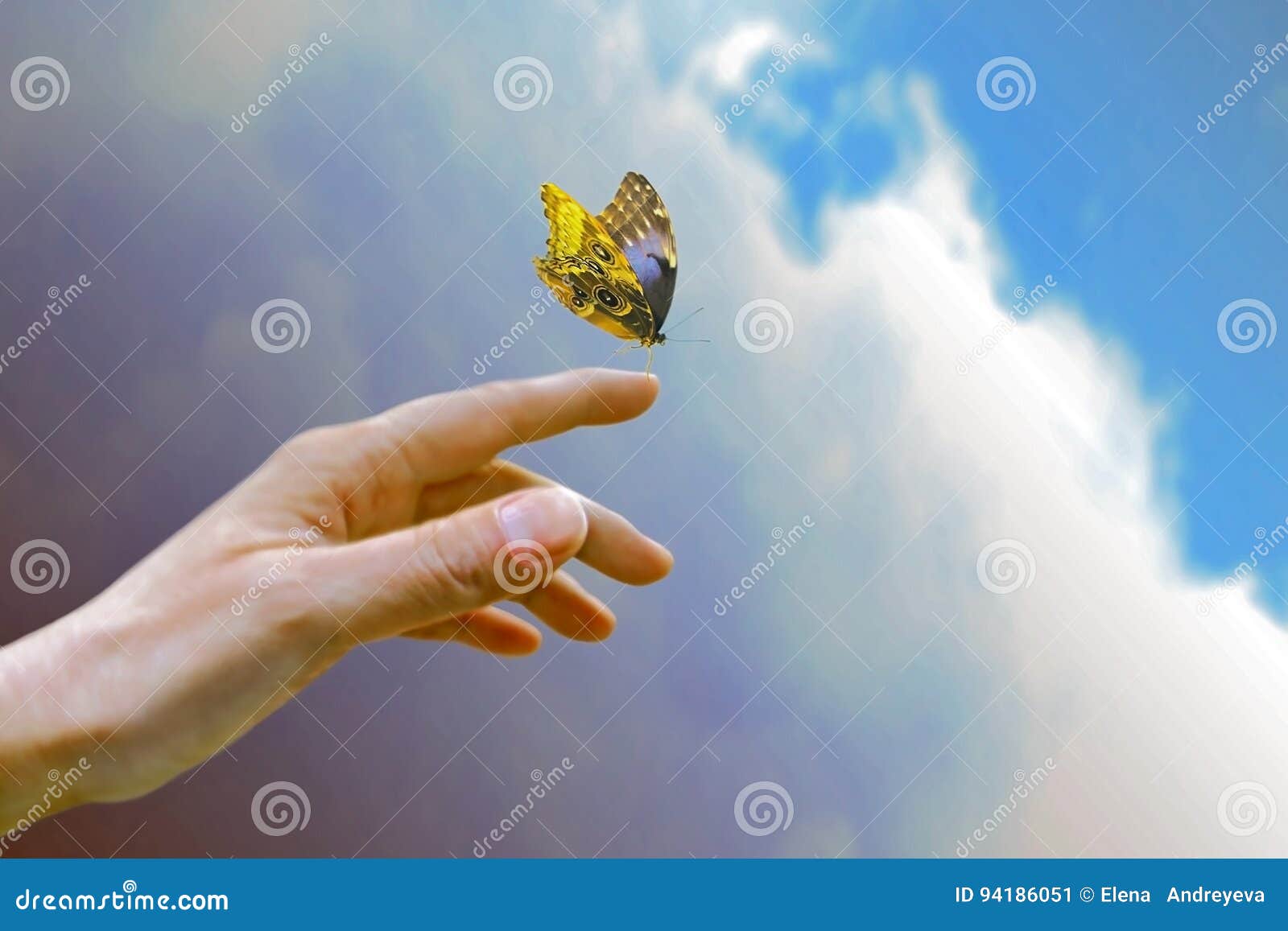 Butterfly , flying to sky stock image. Image of flying - 94186051