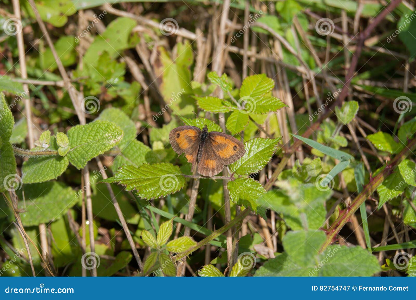 Butterfly stock image. Image of leaf, beautiful, forest - 82754747