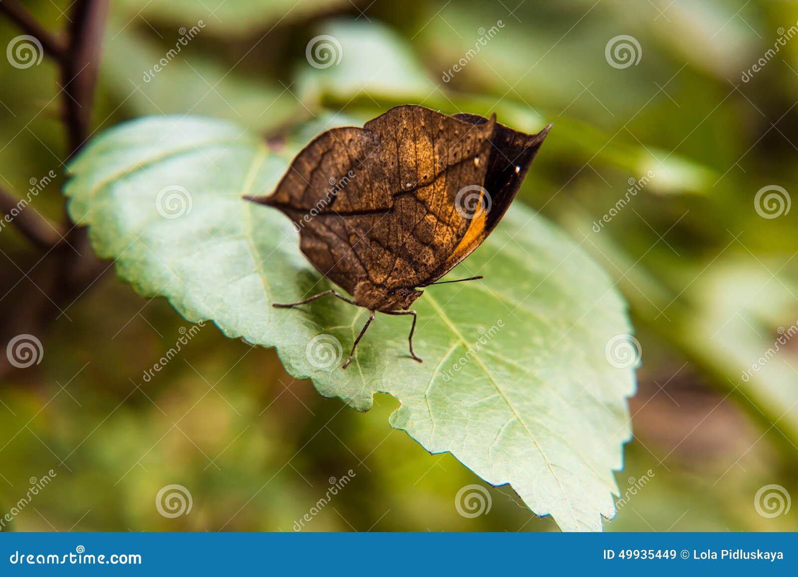 Butterfly stock image. Image of nature, bright, insect - 49935449