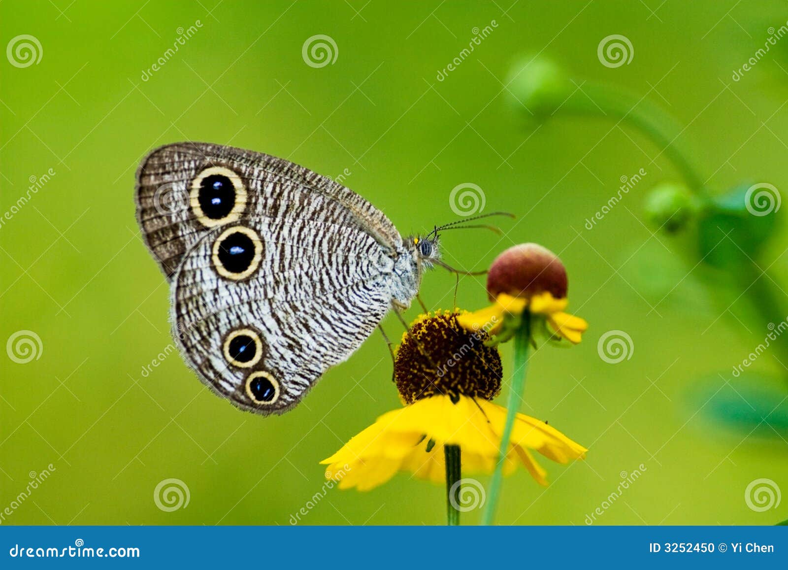 Butterfly with four eyes stock photo. Image of hubei, insect - 3252450