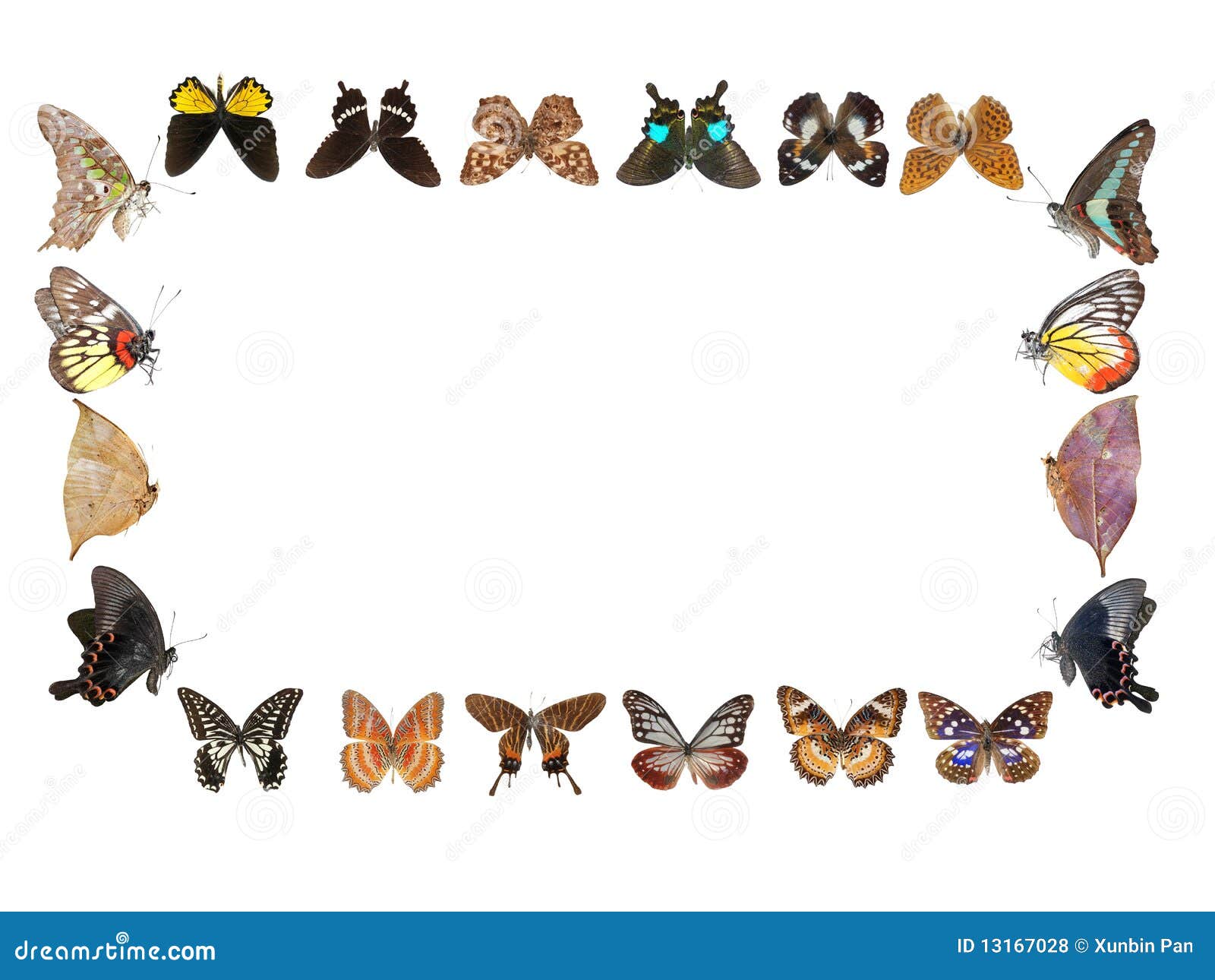 Butterfly frame stock illustration. Illustration of fashion - 13167028