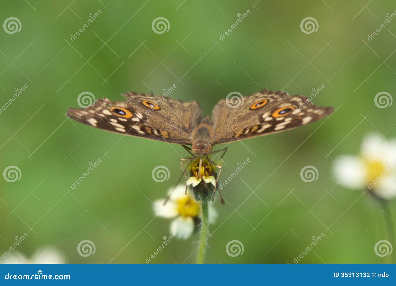Butterfly from the front stock photo. Image of india - 35313132