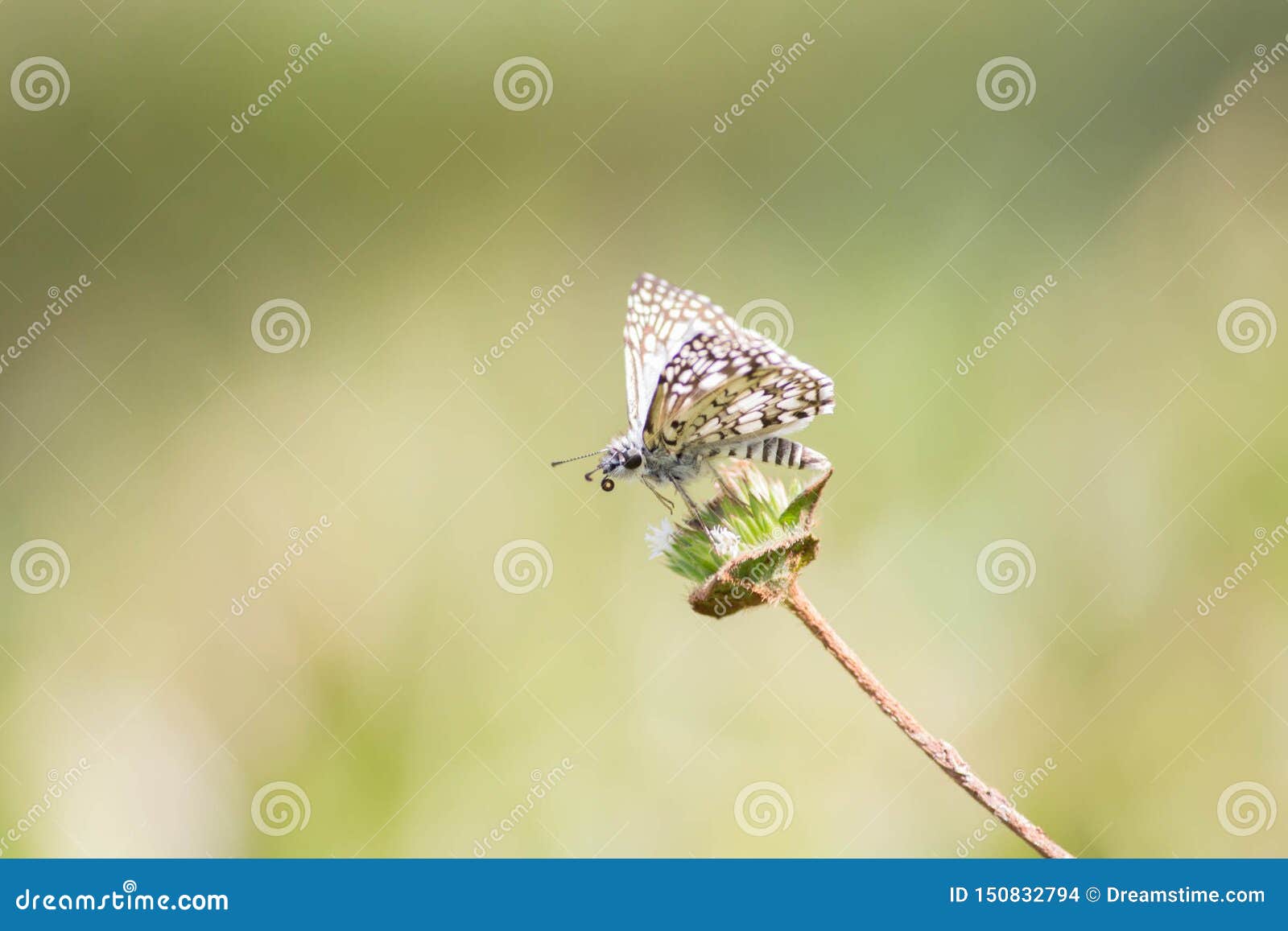 The Butterfly in the Garden Stock Photo - Image of beautiful, flowers ...