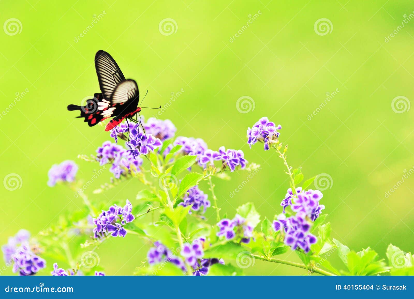 The butterfly stock photo. Image of insect, appealing - 40155404