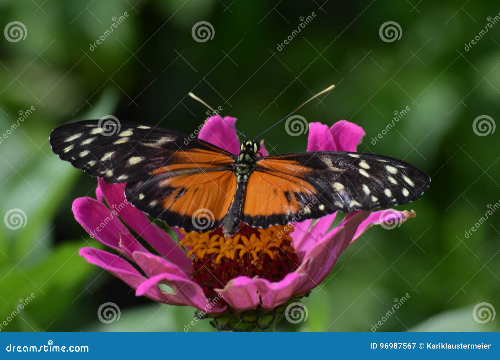 Butterfly stock image. Image of color, calm, butterfly - 96987567