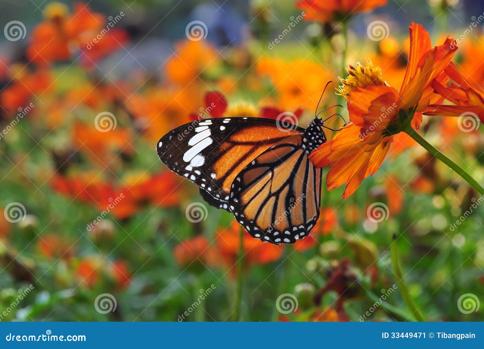 A Butterfly In The Garden Parsley(Dhaniya Field) Field. Royalty-Free ...