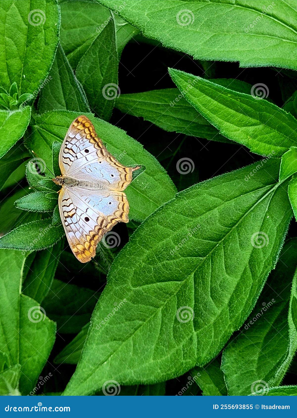 Butterfly Garden in Memphis Zoo Editorial Image - Image of insect ...