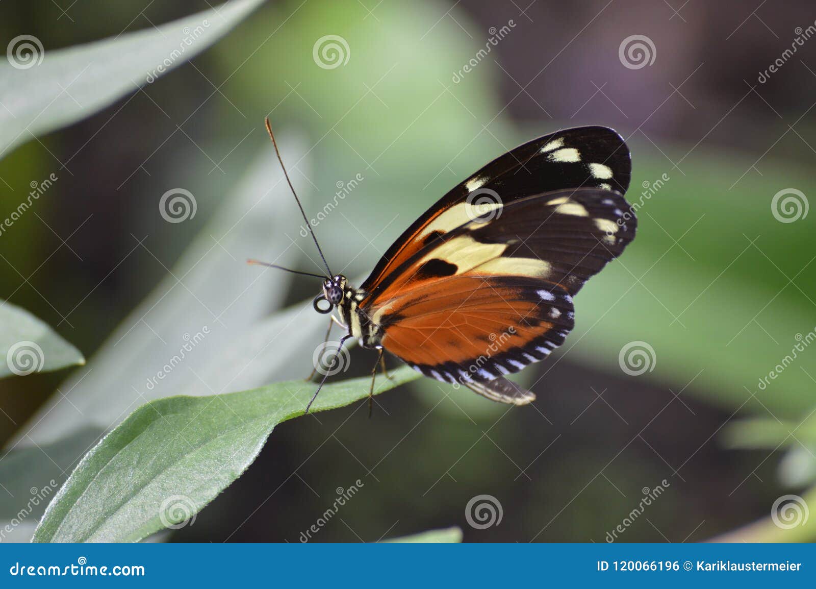 Butterfly in the Garden during Summer Stock Photo - Image of backdrop ...