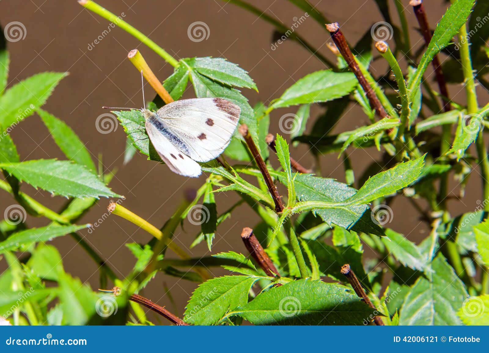 Butterfly in the garden stock image. Image of leaf, natural - 42006121