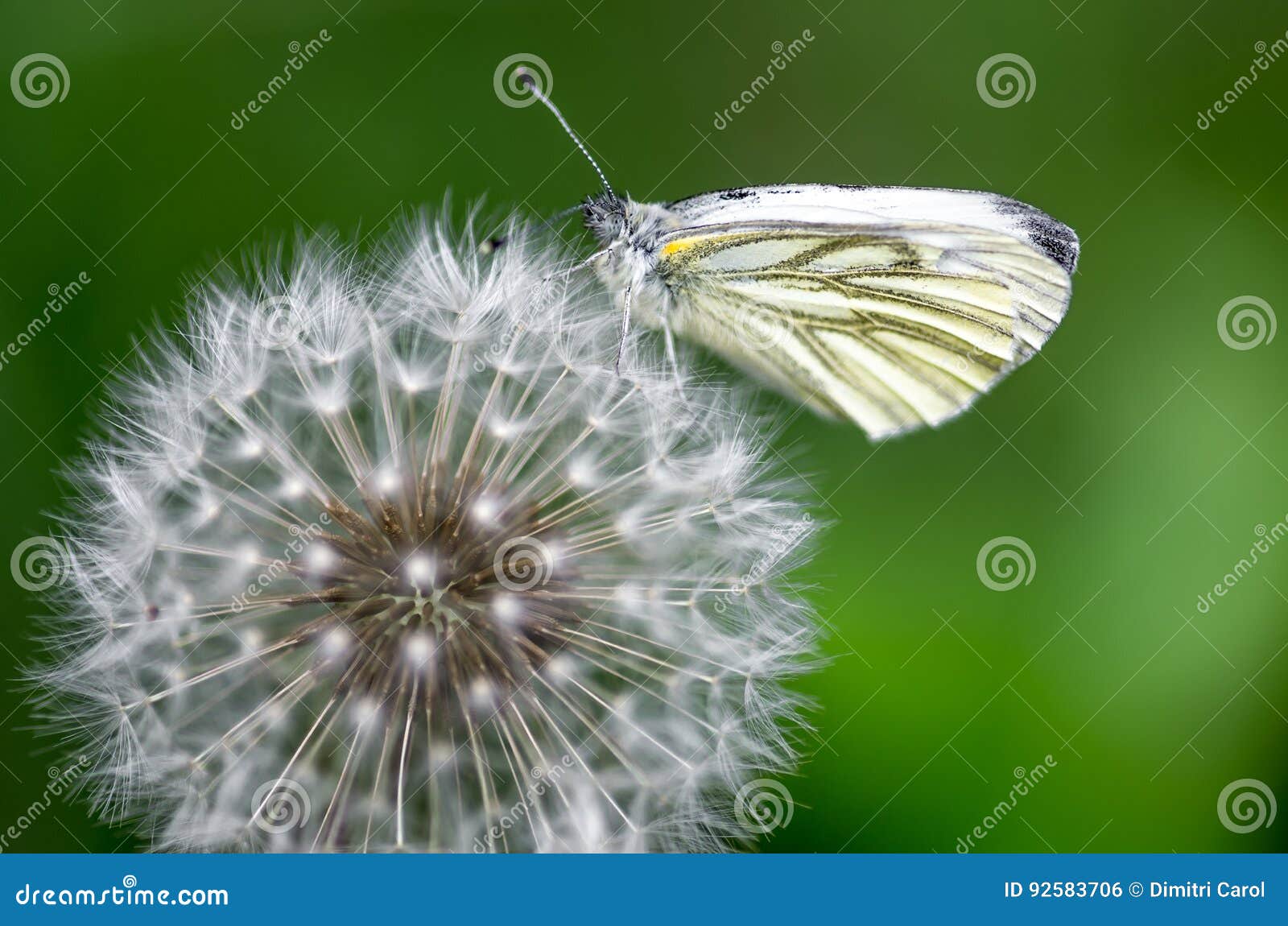 Butterfly Gathering Pollen from Inside the Dandelion Flower Stock Photo ...