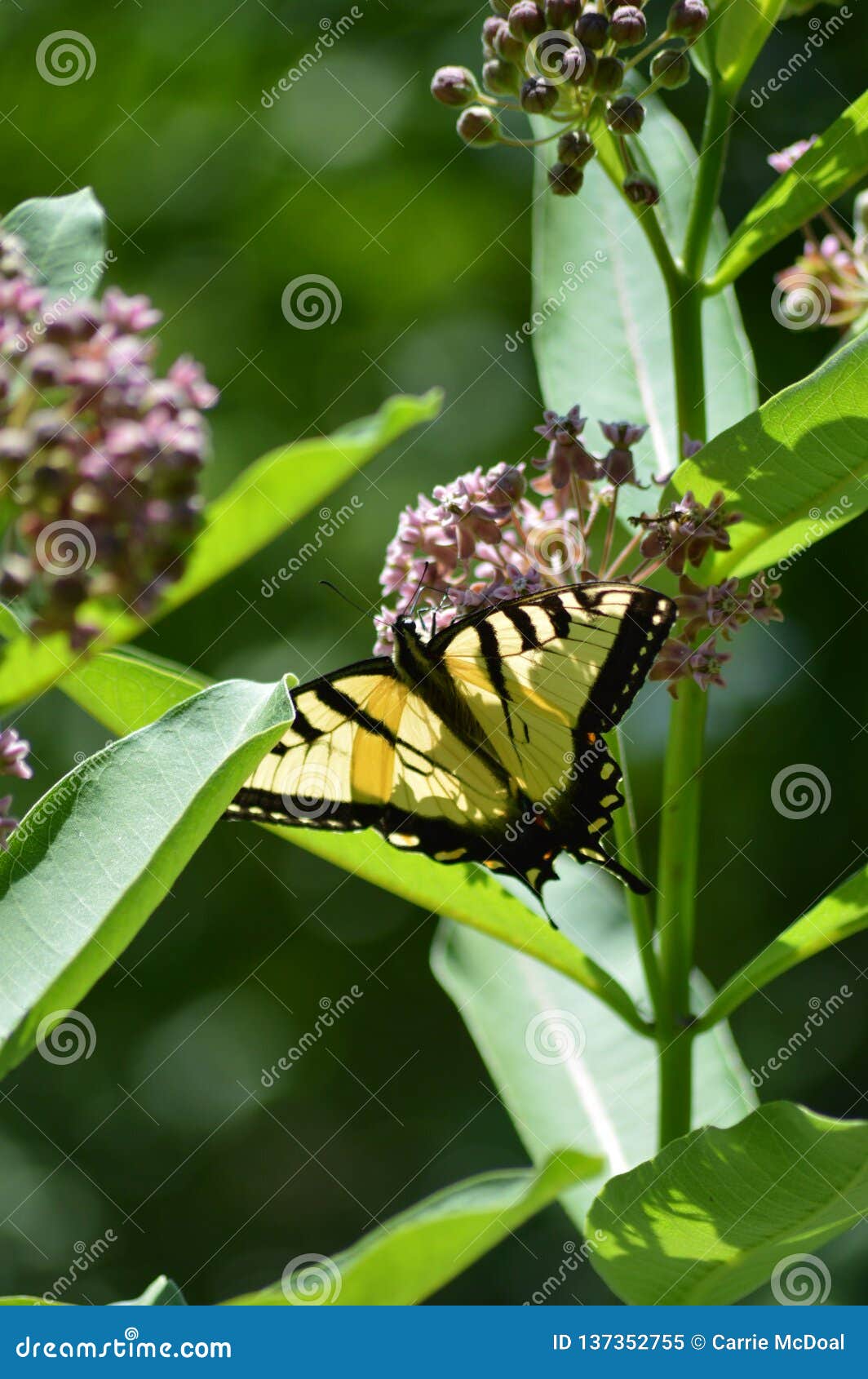 Tiger Tail Butterfly Royalty-Free Stock Photography | CartoonDealer.com ...