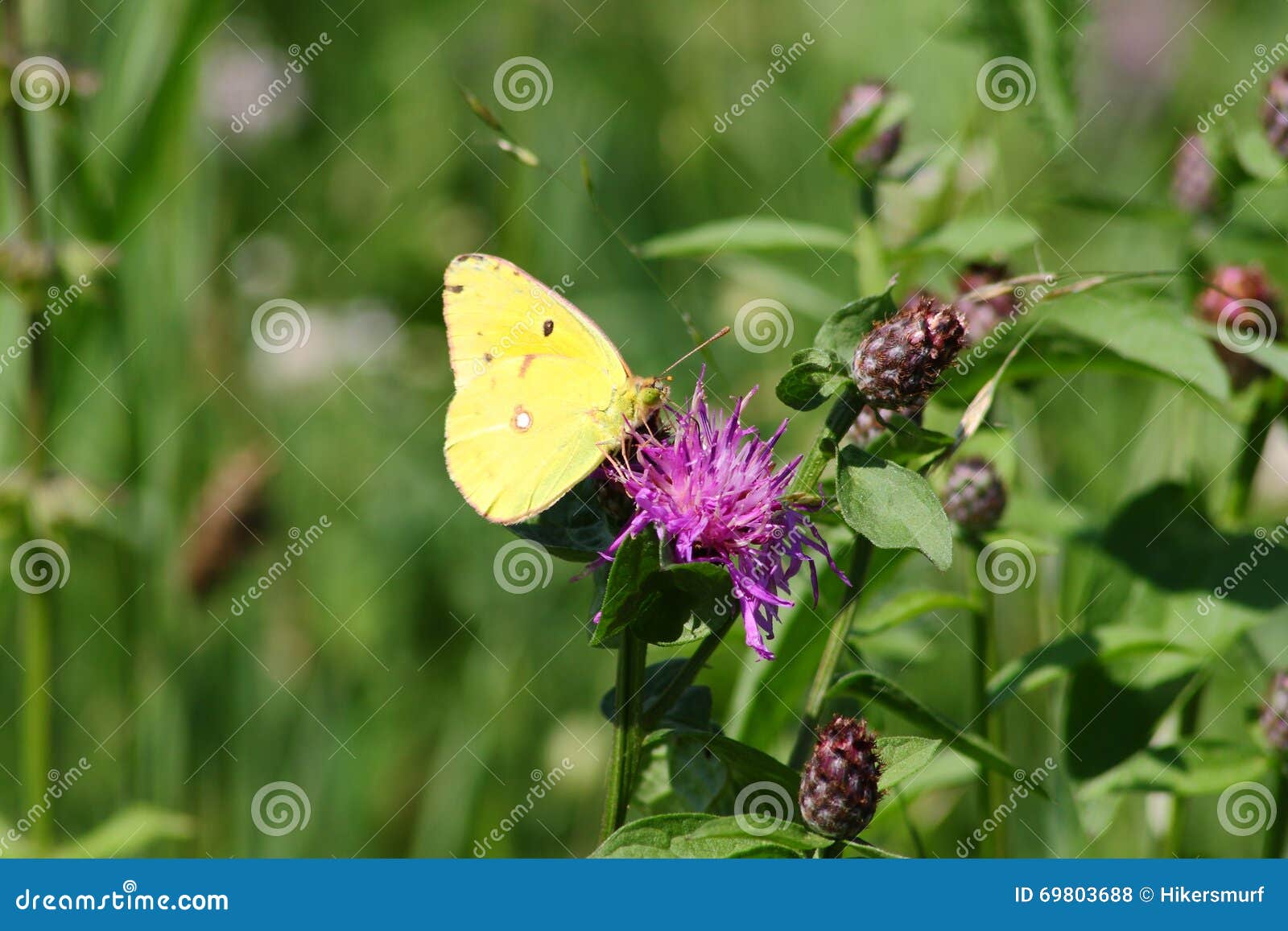 Butterfly golden eight stock photo. Image of white, yellow - 69803688