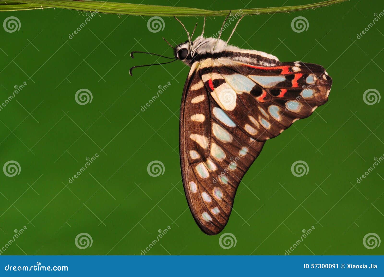BUTTERFLY/Graphium leechi stock image. Image of flower - 57300091